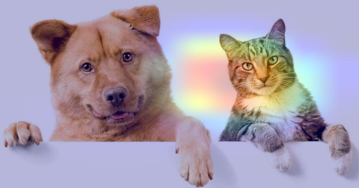 Grad-CAM class activation visualization